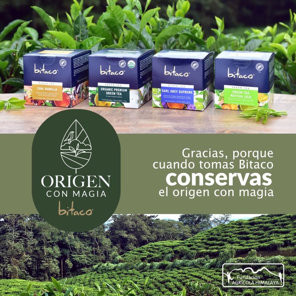 Bitaco Tea de hierbas verde premium, Tea Matcha Lulo verde y Tea Manza